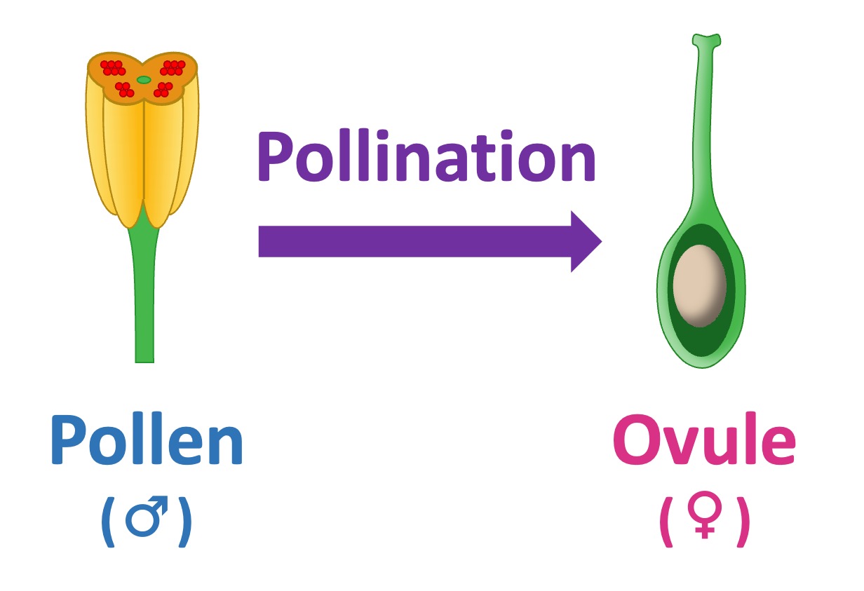 Plant Reproduction